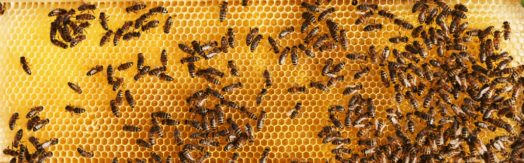 Maple and Honey - Buy Madison County NY