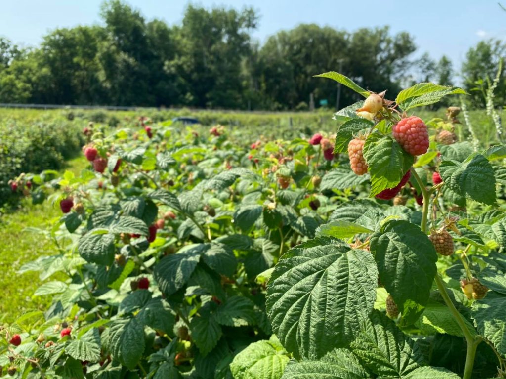 Mosher Farms - Buy Madison County NY
